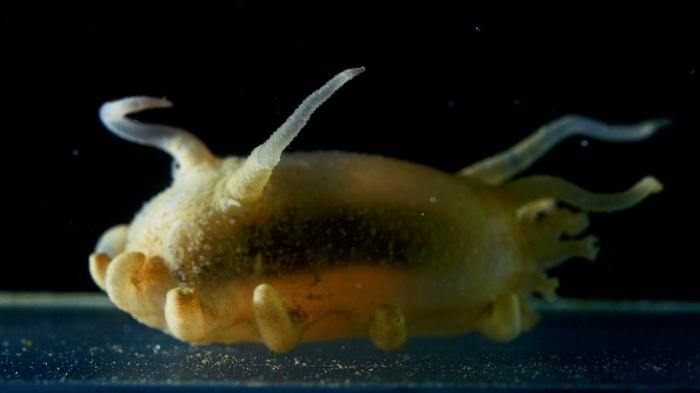 Sea pig [IMAGE] | EurekAlert! Science News Releases