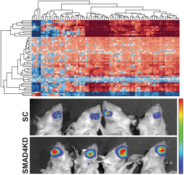 HNC [IMAGE] | EurekAlert! Science News Releases
