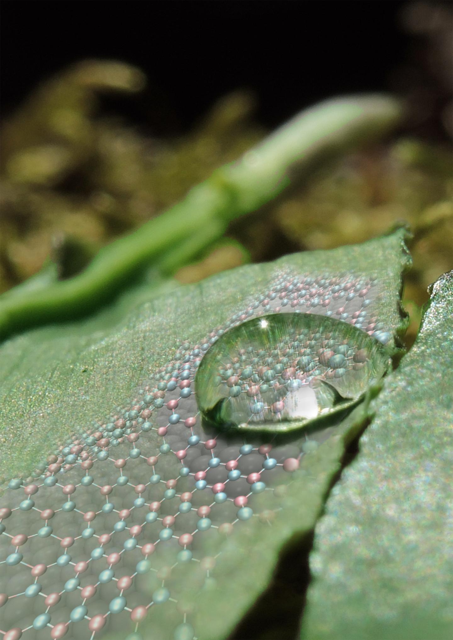 Atomic Surface [IMAGE] | EurekAlert! Science News Releases