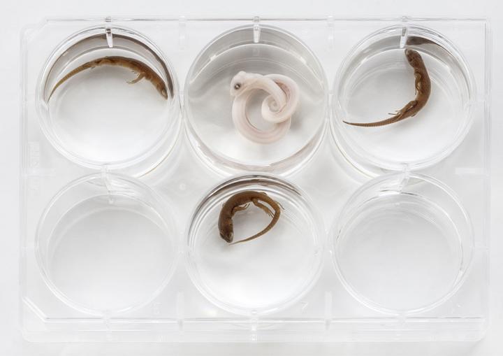 Lizard and Snake Embryos [IMAGE] | EurekAlert! Science News Releases