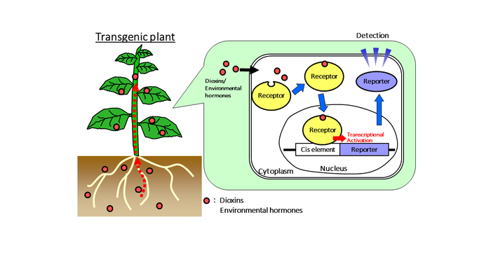 Figure 1 [IMAGE] | EurekAlert! Science News Releases
