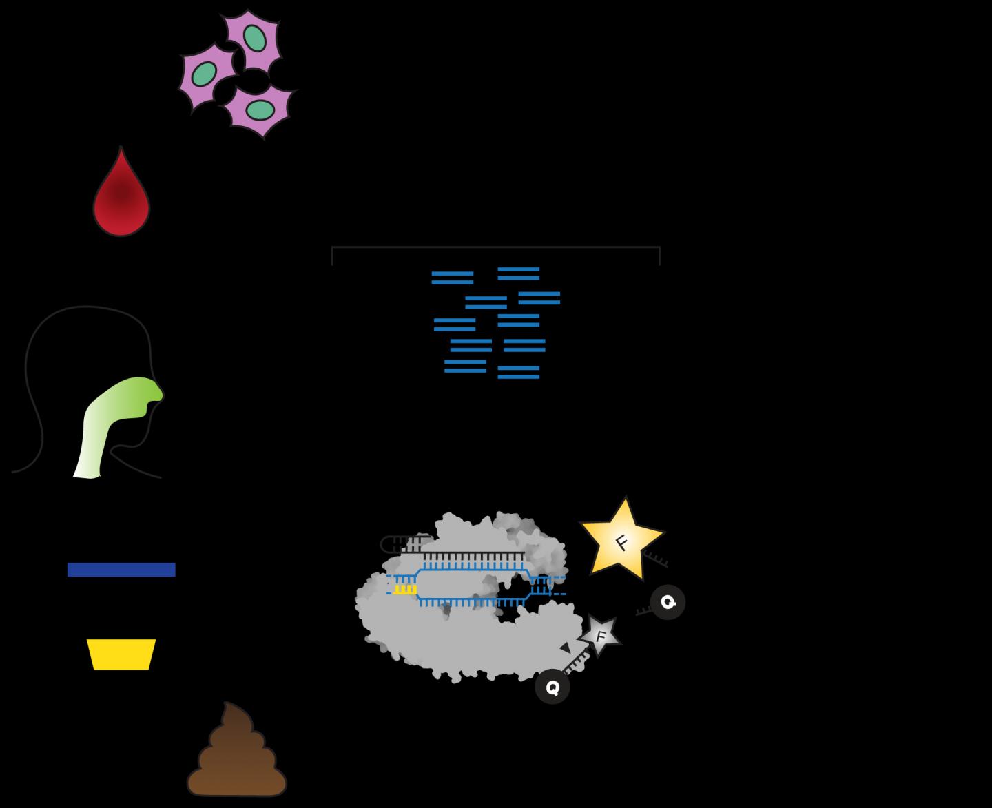 CRISPR scissors, Cas12a, enables cutting-edge | EurekAlert!