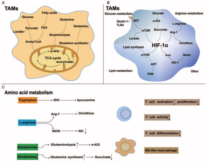 New Chinese Medical Journal article discusses | EurekAlert!