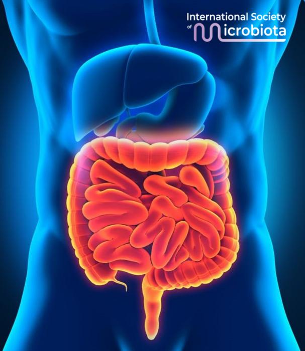 Gut Microbiome: Central Pillar [IMAGE] | EurekAlert! Science News Releases