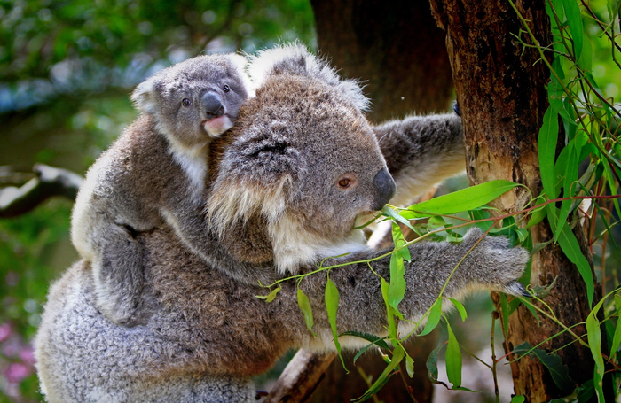 Koala and joey [IMAGE] | EurekAlert! Science News Releases