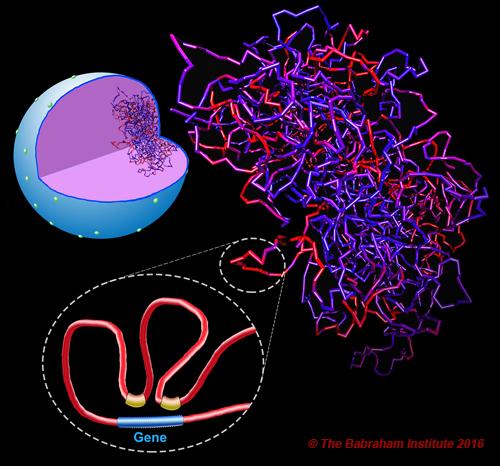 From the Nucleus to DNA Loopin [IMAGE] | EurekAlert! Science News Releases