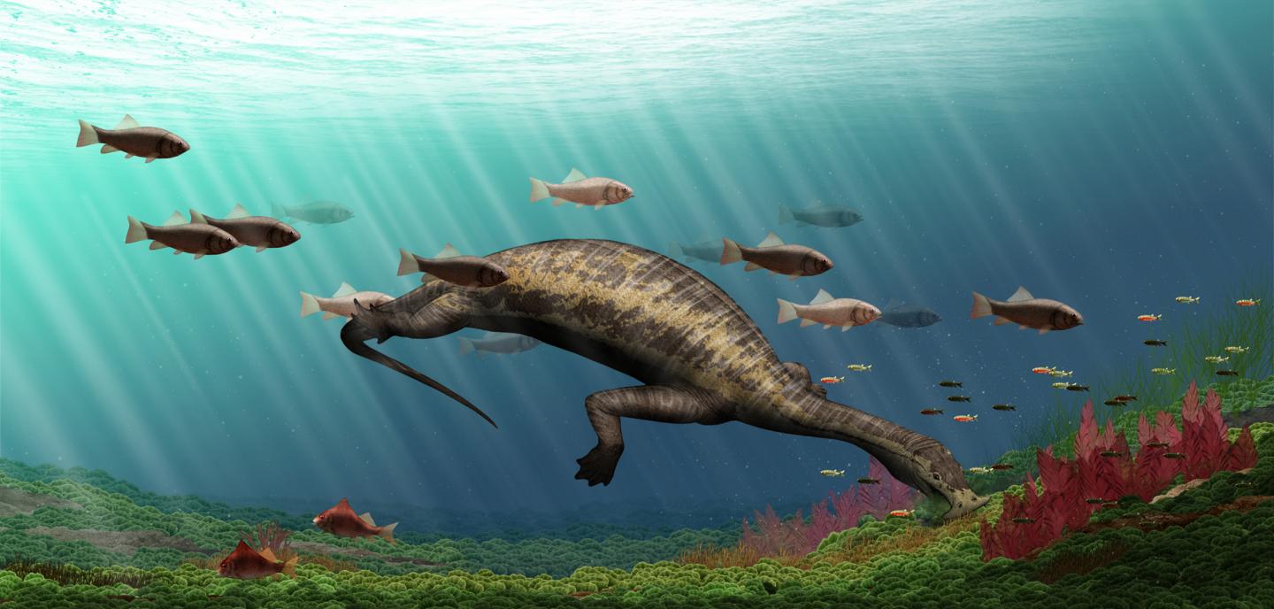 Fossils Reveal 'Hammerhead' That Helped Trias | EurekAlert!