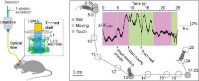 Chameleon Protein [IMAGE] | EurekAlert! Science News Releases