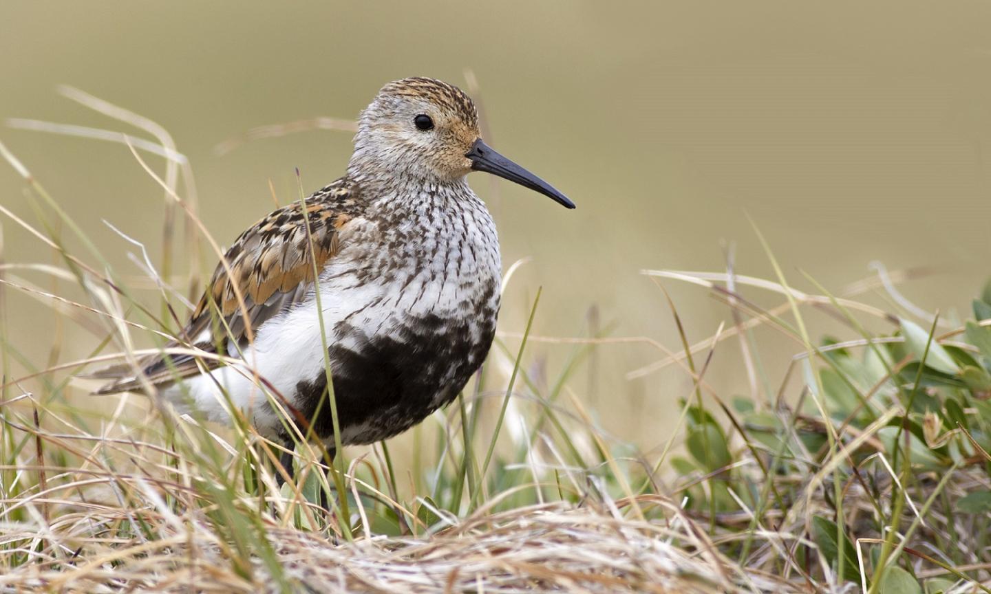 Dunlin [IMAGE] | EurekAlert! Science News Releases