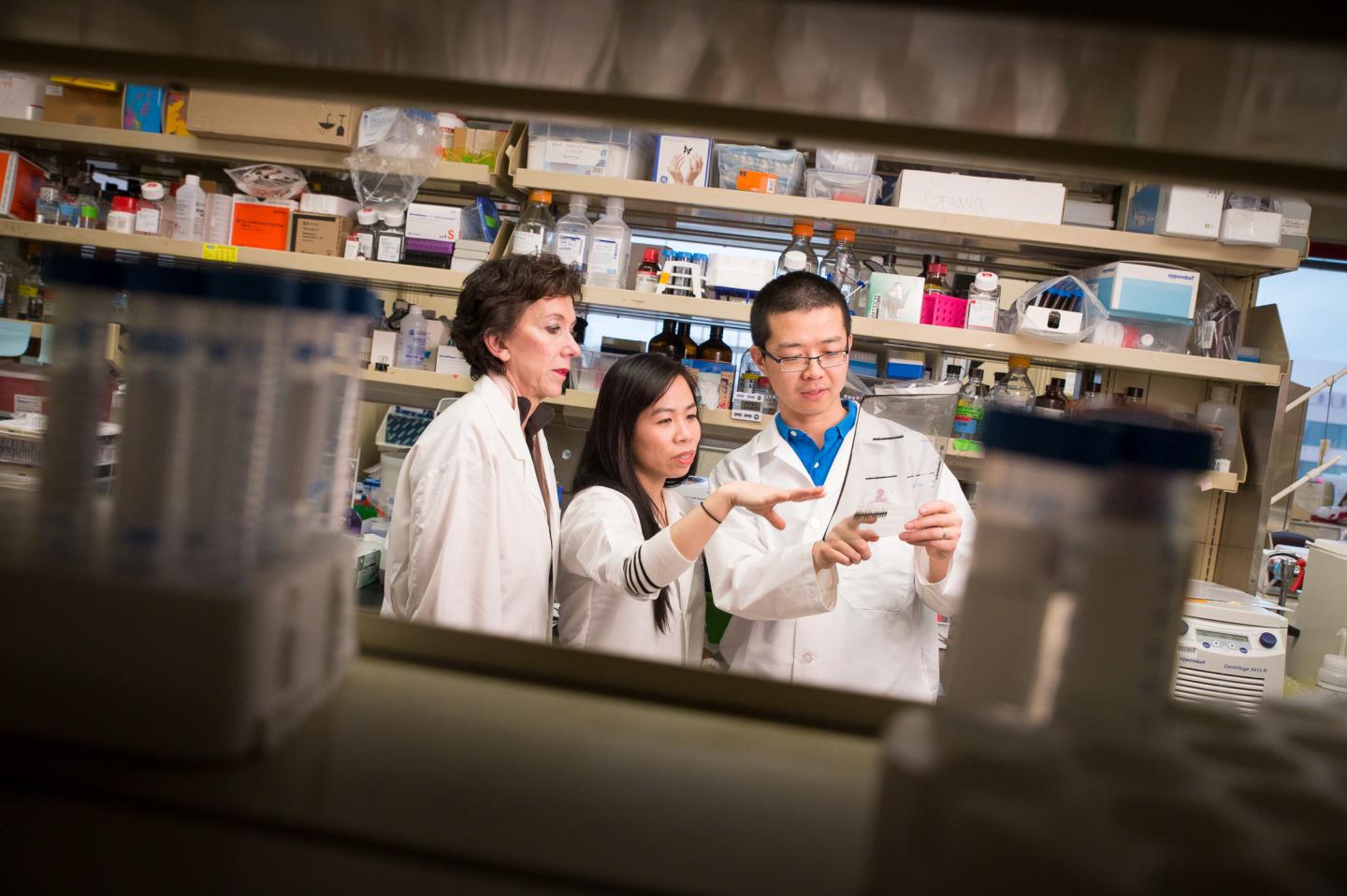 Martine Roussel, Ph.D., BaoHan [IMAGE] | EurekAlert! Science News Releases