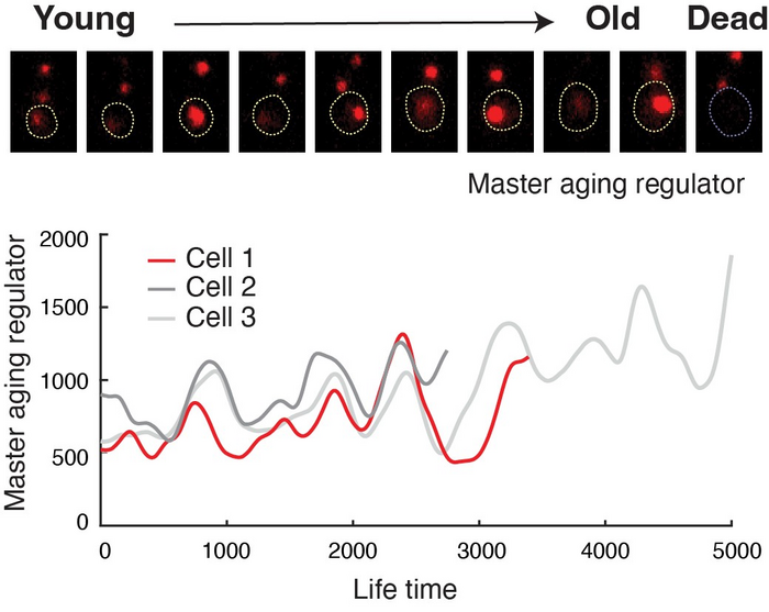 Oscillations [IMAGE] | EurekAlert! Science News Releases