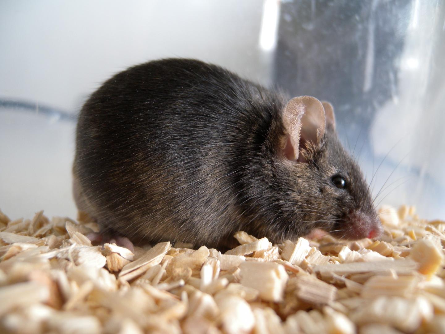 Laboratory Mouse [IMAGE] | EurekAlert! Science News Releases