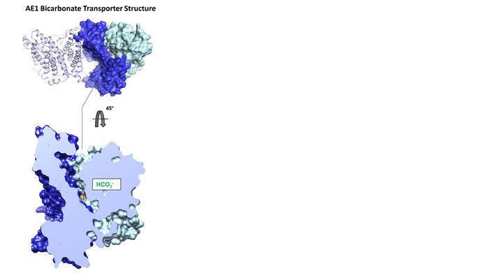 Bicarbonate Transporter AE1 [IMAGE] | EurekAlert! Science News Releases
