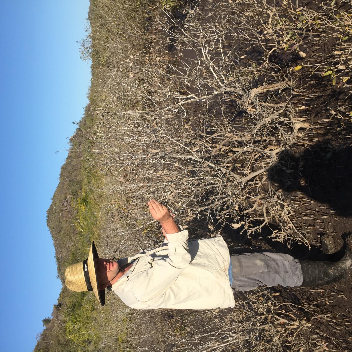 Revealed from Ancient Sediment: Mangrove Tole | EurekAlert!