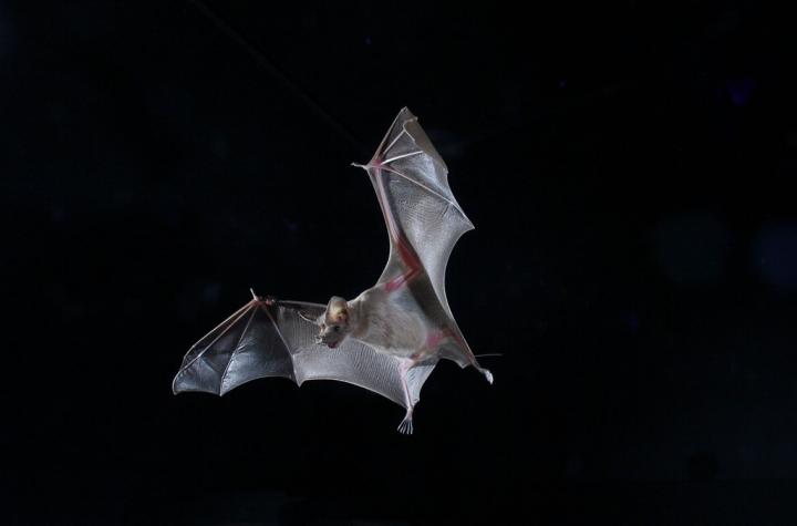 Greater Mouse-Tailed Bat 2 [IMAGE] | EurekAlert! Science News Releases