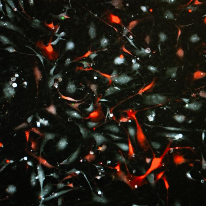 Ensheathing cells under a micr [IMAGE] | EurekAlert! Science News Releases