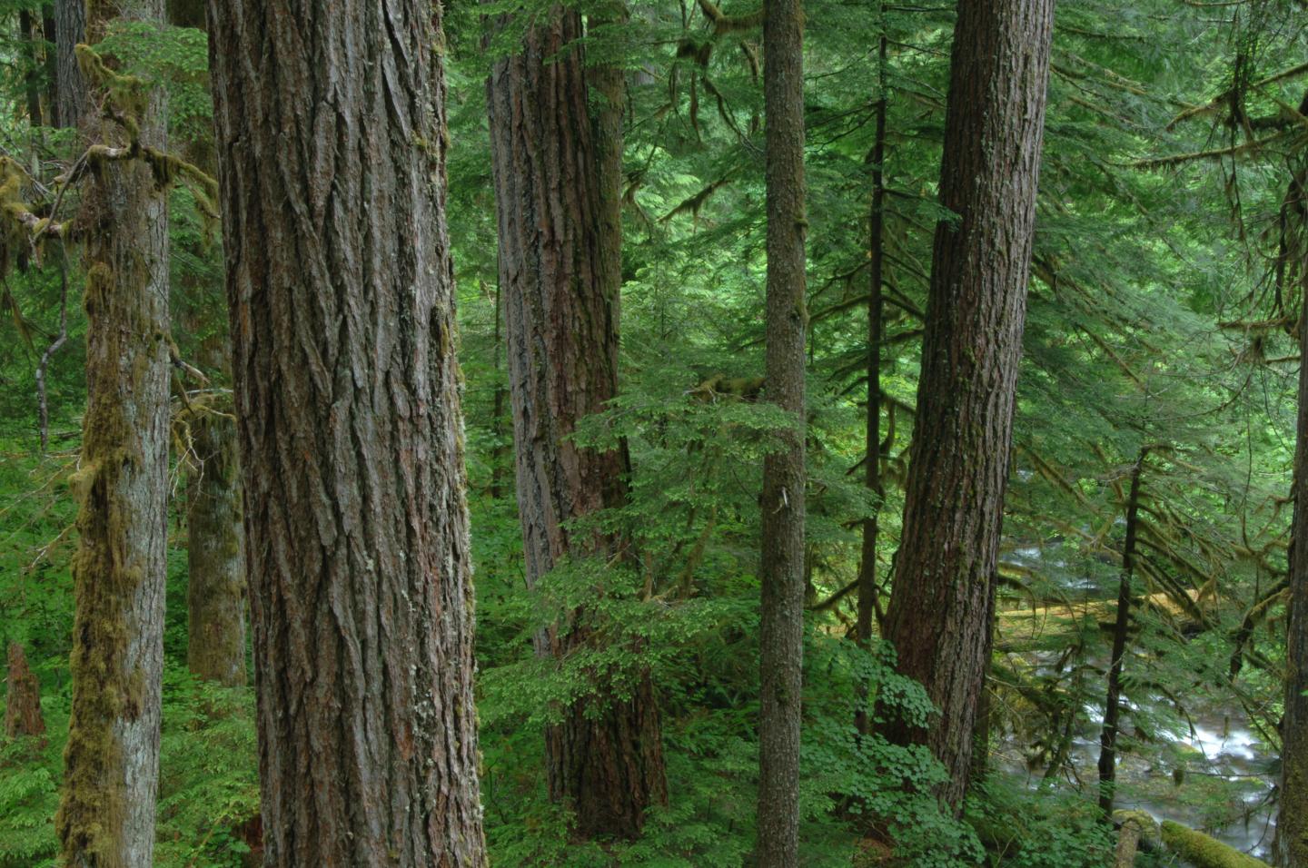 Old-Growth Forests With Complex Vegetation La | EurekAlert!