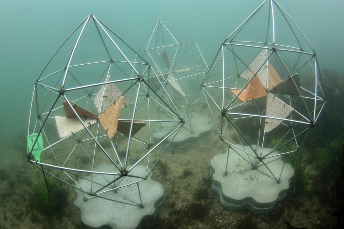 High Complexity Reef Pod [IMAGE] | EurekAlert! Science News Releases