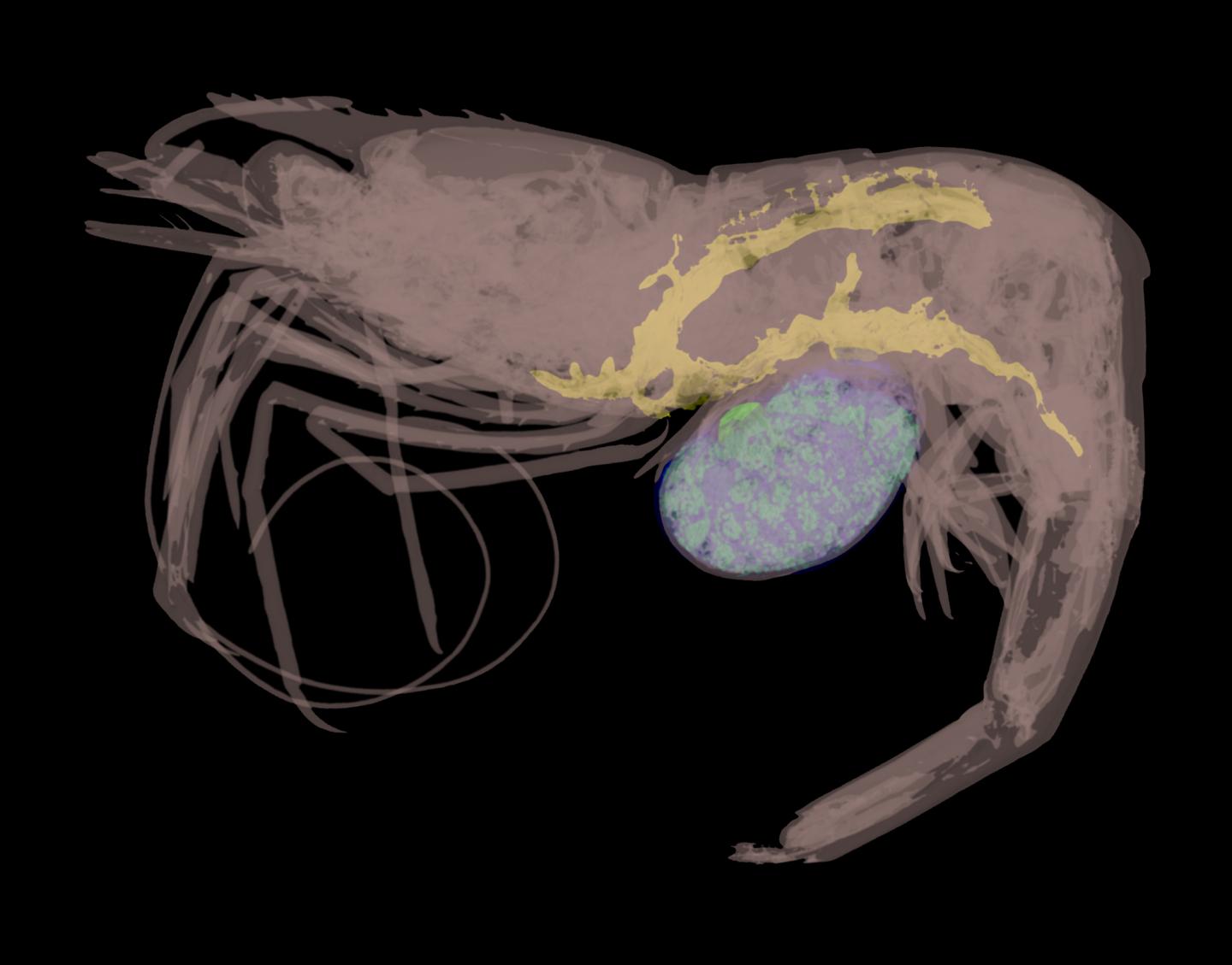 Three-Dimensional Model of a P [IMAGE] | EurekAlert! Science News Releases