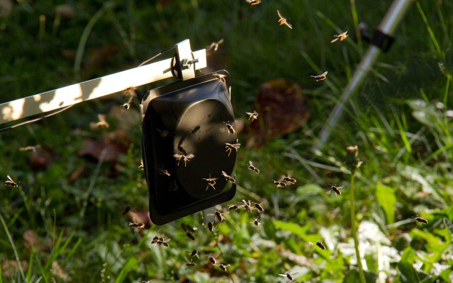 Call for arms and stings: Social wasps use al | EurekAlert!