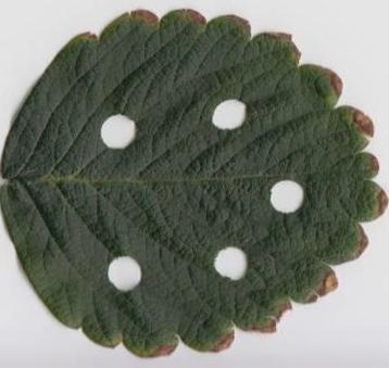 Leaf Wounds (2 of 2) [IMAGE] | EurekAlert! Science News Releases