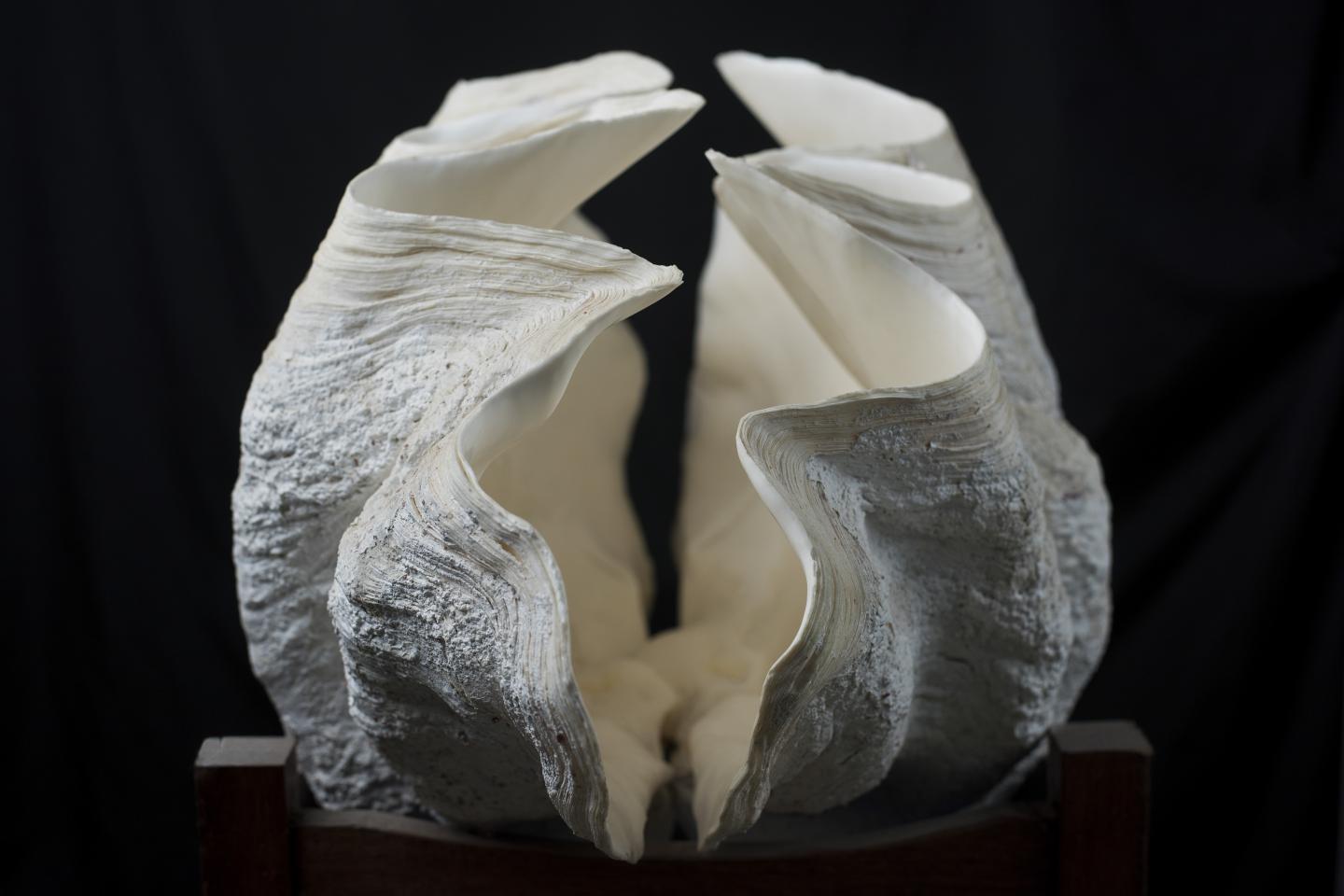 Weather records in giant clam shells | EurekAlert!