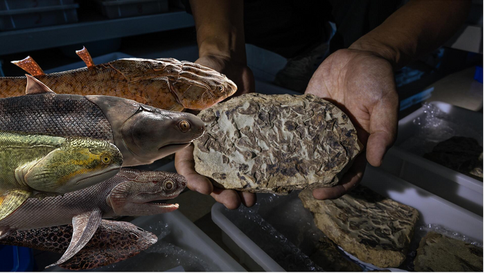The Rise of Fishes illuminated by discovery o | EurekAlert!