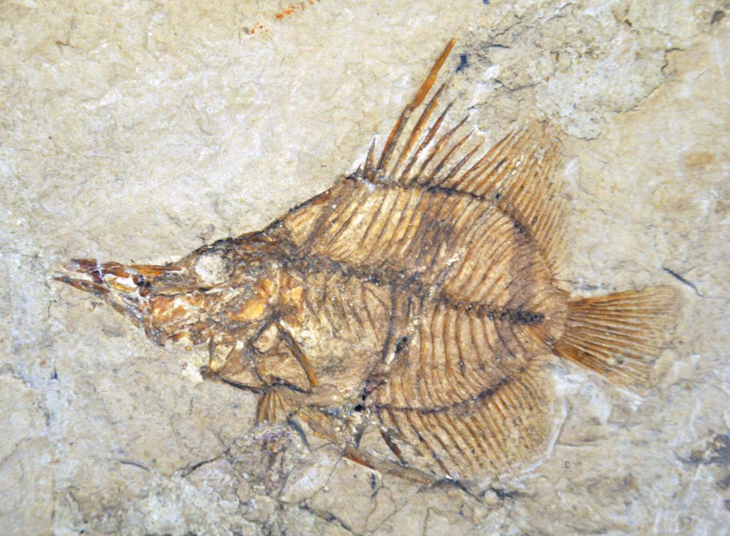 The Fossilized Remains of Mass [IMAGE] | EurekAlert! Science News Releases