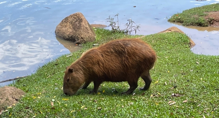 Enzymes discovered in capybara gut can accele | EurekAlert!