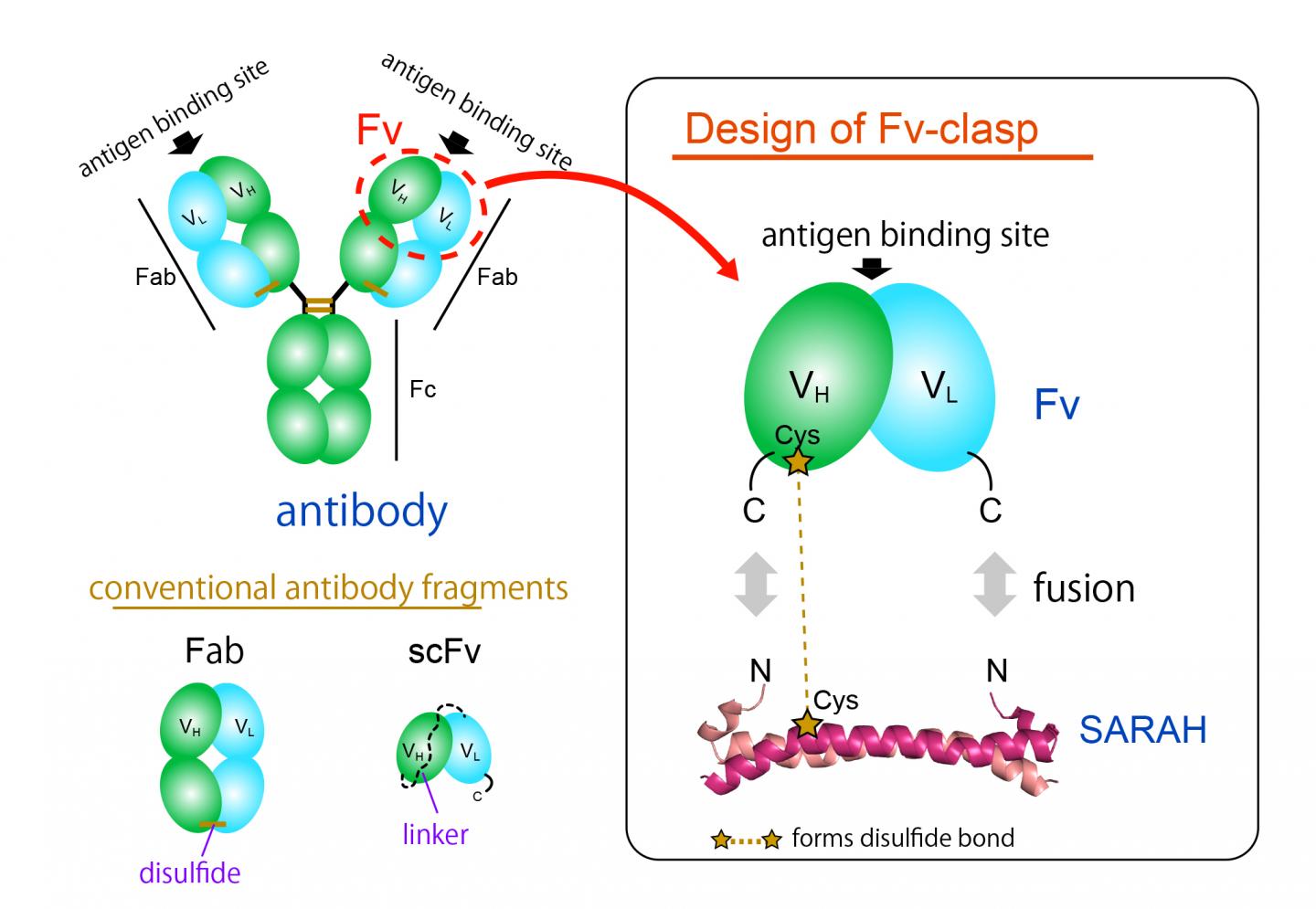 Figure 1 [IMAGE] | EurekAlert! Science News Releases
