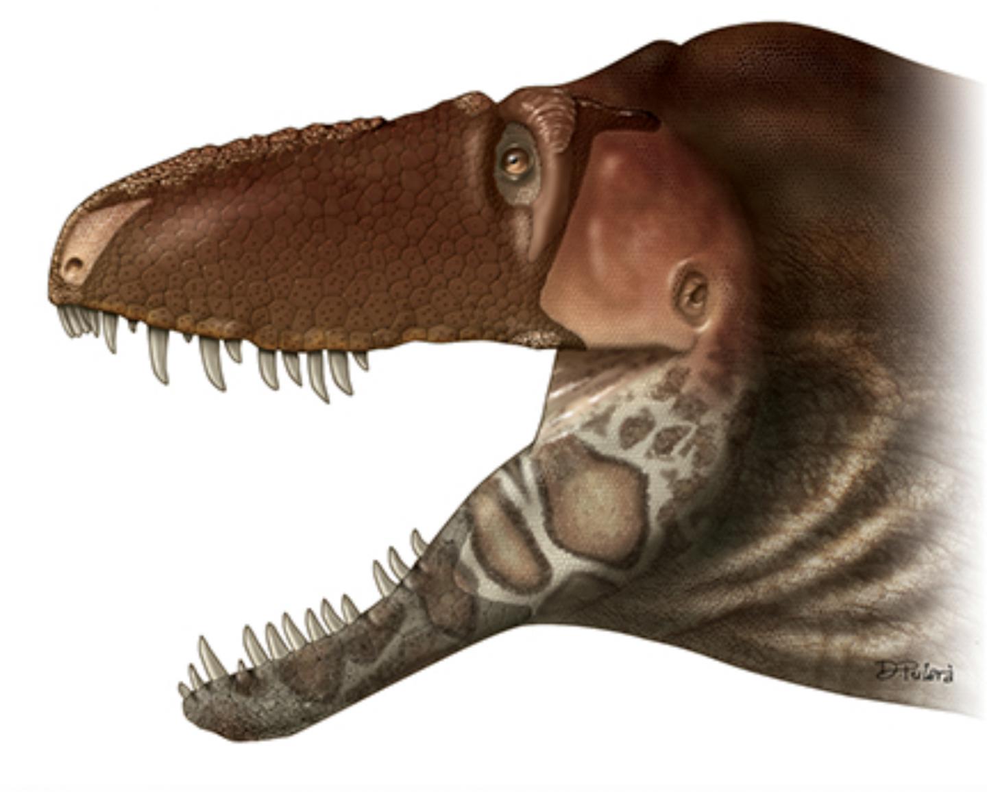 Daspletosaurus horneri [IMAGE] | EurekAlert! Science News Releases