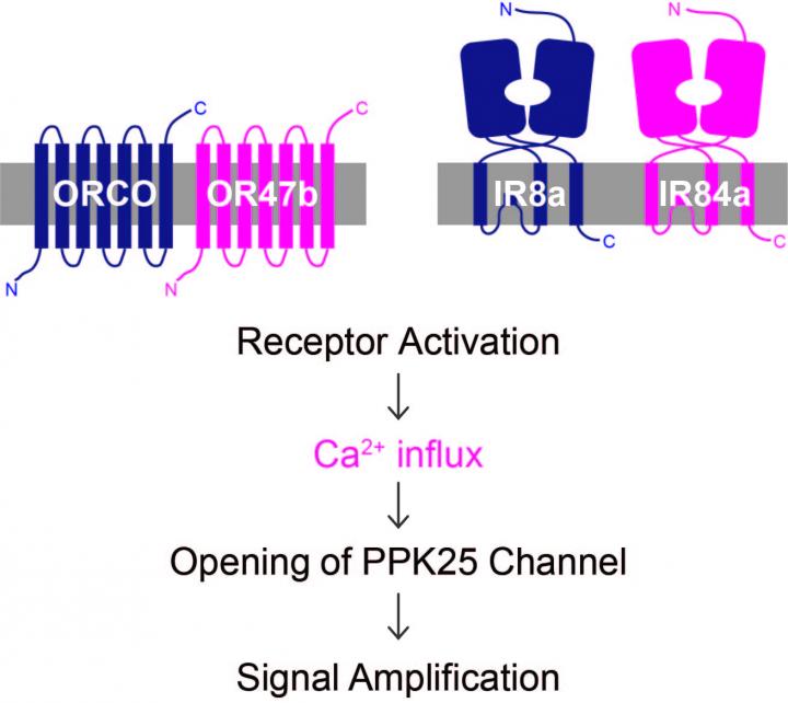 Graphic: Fruit Fly Signal Acti [IMAGE] | EurekAlert! Science News Releases