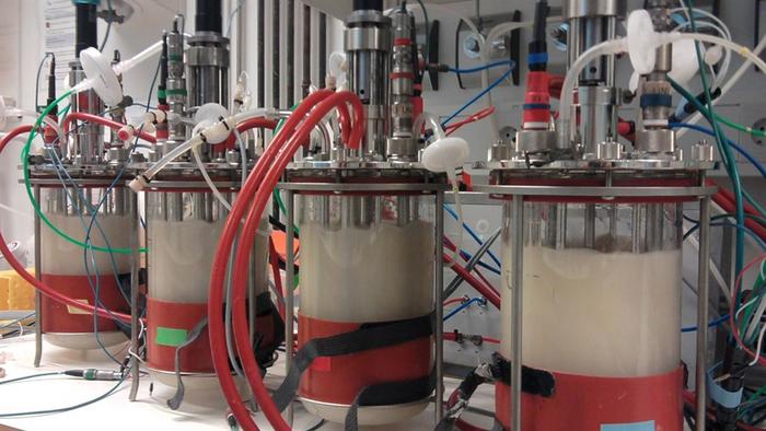 Fermenting D. hansenii [IMAGE] | EurekAlert! Science News Releases