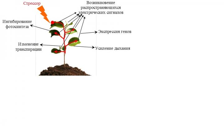 Electrical signals in plants affect photosynt | EurekAlert!