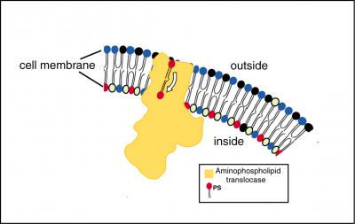 Aminophospholipid translocase [IMAGE] | EurekAlert! Science News Releases