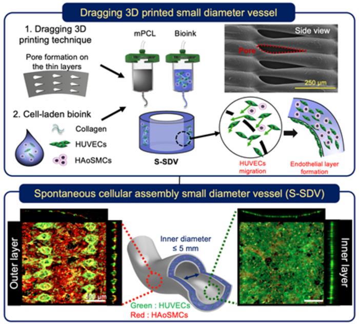 Perfecting 3D-printed blood vessels with pore | EurekAlert!