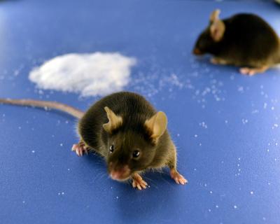 Comparing Strains of Lab Mice Reveals Mutatio | EurekAlert!