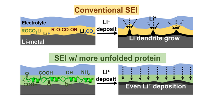 Protein-modified SEI formation and evolution | EurekAlert!