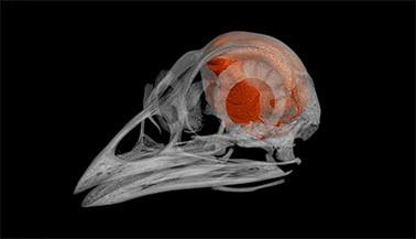 Domestic Chicken [IMAGE] | EurekAlert! Science News Releases