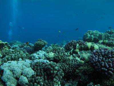 Corals in the Red Sea Can't Take the Heat (3 | EurekAlert!