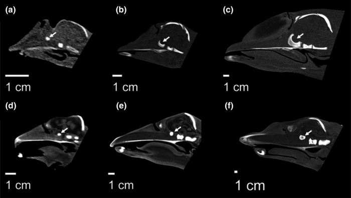 specimen CT scans [IMAGE] | EurekAlert! Science News Releases