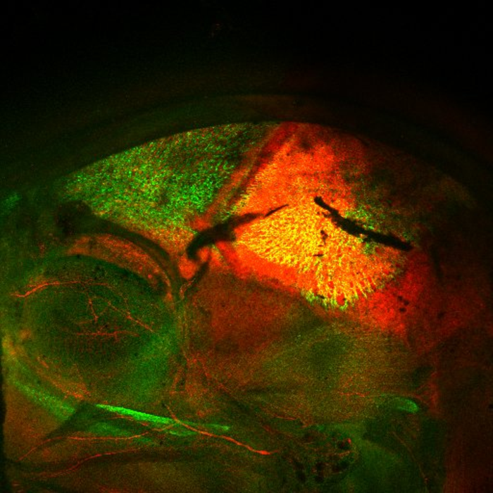 mouse head [IMAGE] | EurekAlert! Science News Releases