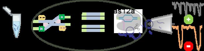 Faster monkeypox (mpox) testing through CRISP | EurekAlert!