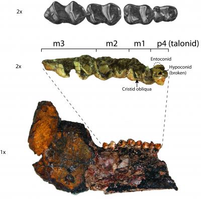 Teeth and Lower Jaw of Heptodon | EurekAlert!