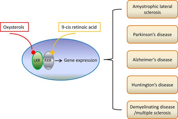 Liver X receptors (LXRs) and r [IMAGE] | EurekAlert! Science News Releases