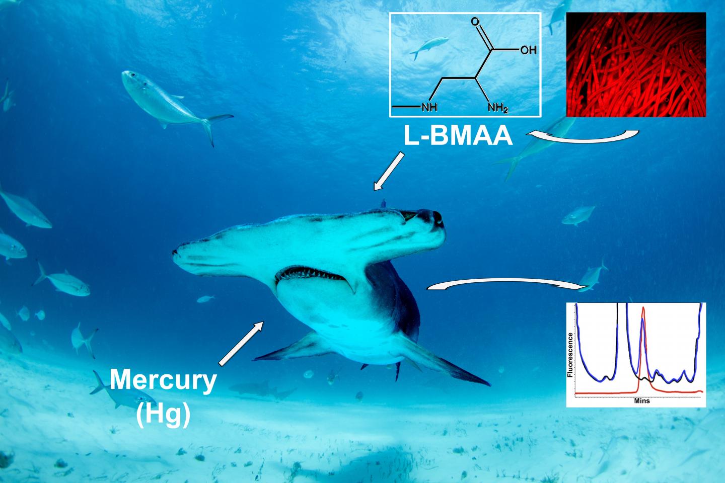 BMAA [IMAGE] | EurekAlert! Science News Releases