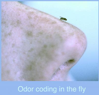 Odor Coding [IMAGE] | EurekAlert! Science News Releases