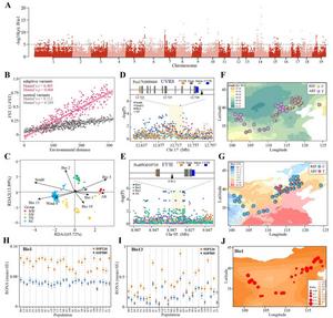 Populus cathayana's genetic blueprint: unveil | EurekAlert!