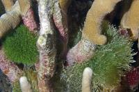 Looks like turtle weed, but it's not | EurekAlert!