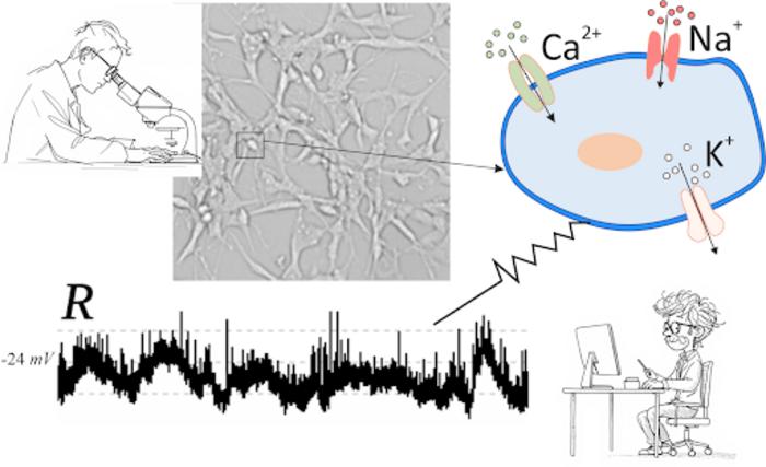 Brain Neuron Model [IMAGE] | EurekAlert! Science News Releases